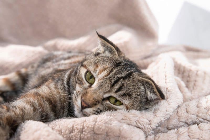 Recognizing Shock in Pets: Signs & Emergency Actions | Fountain Valley ...